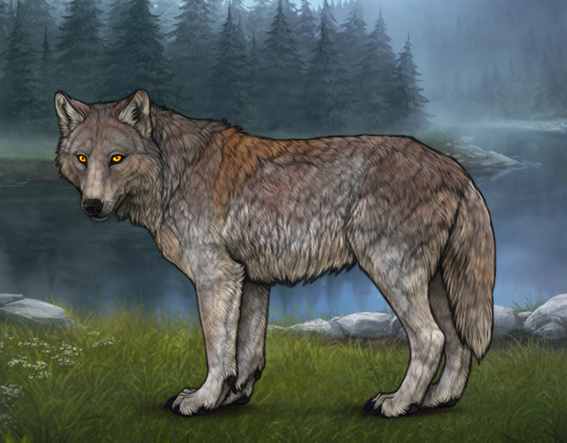New Befriended Wolf |:| Wolvden