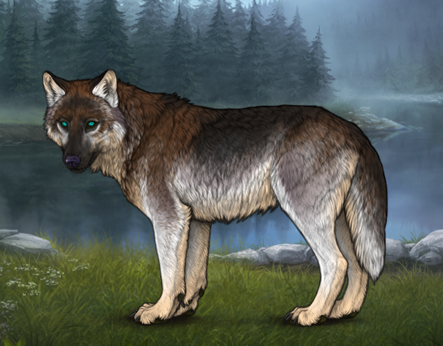 Chased Wolf Spotting - Revamped |:| Wolvden