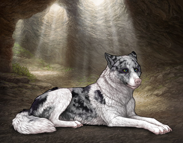 Piebald: Biewer | Female |:| Wolvden