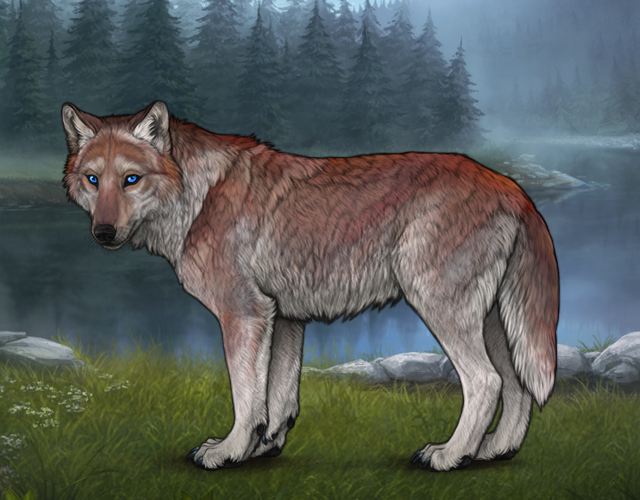 Dravite T2 7m 354 🔥 |:| Wolvden