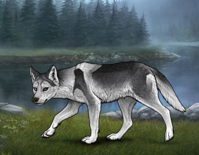 Chased Wolf Spotting - Revamped |:| Wolvden