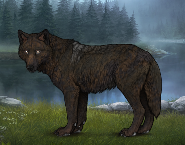 G1 | T1 4m Bone | 1T2/8 |:| Wolvden