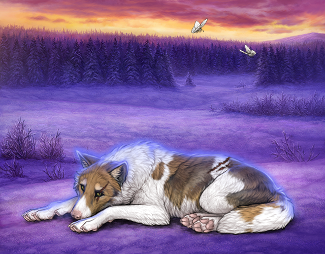 Cashmere | CHASED G1 T3 Lynx ALBC | Piebald Biewer | 10 markings | 1GC ...