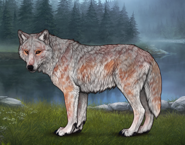 G6 Moj 6M |:| Wolvden