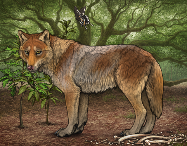 t2 doubloon hazel eyes |:| Wolvden