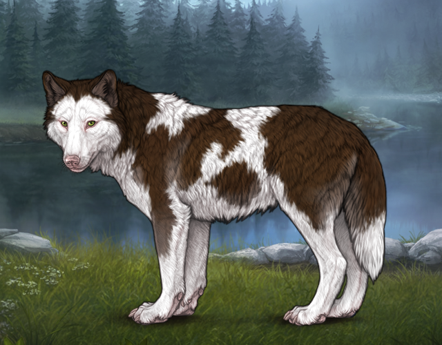 f piebald frontal t1 |:| Wolvden