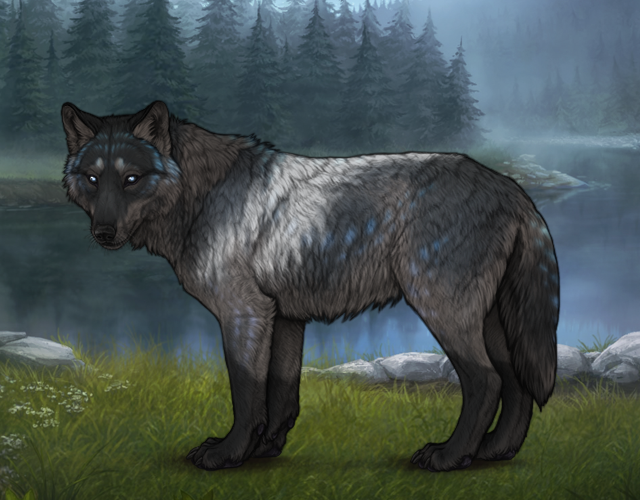 Chased Wolf Spotting - Revamped |:| Wolvden