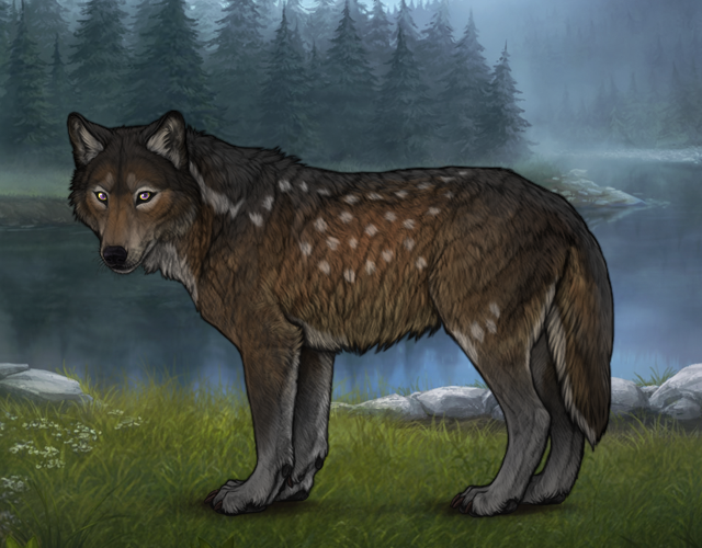 Chased Wolf Spotting - Revamped |:| Wolvden