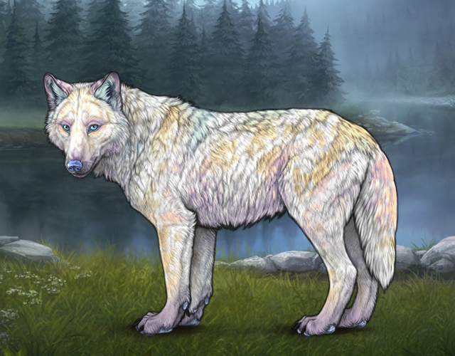 CB G2 T1 6m 2x MERLE |:| Wolvden