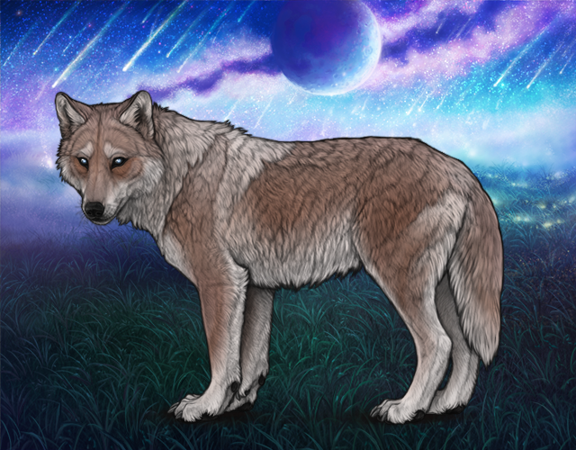 Burn Card |:| Wolvden