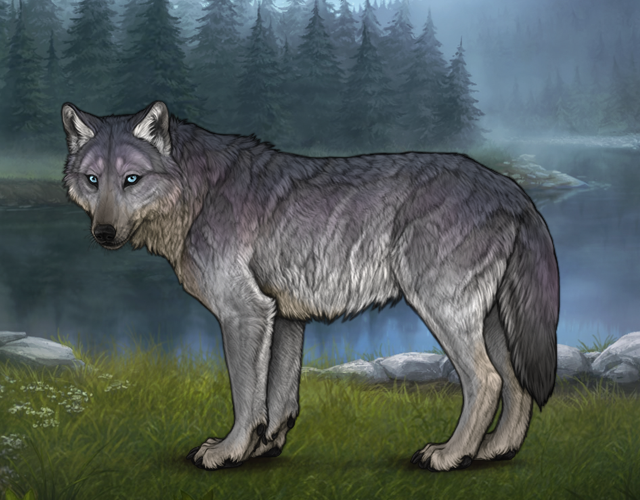 Chased Wolf Spotting - Revamped |:| Wolvden