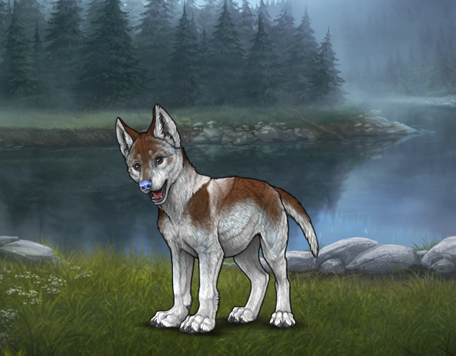 T2 Coot 7M 352 F orca mrl |:| Wolvden