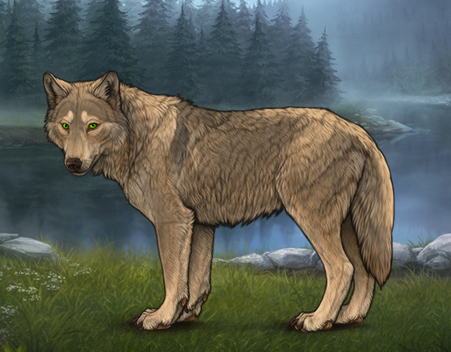 T6-T8 markings |:| Wolvden