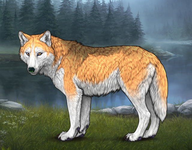 New Befriended Wolf |:| Wolvden