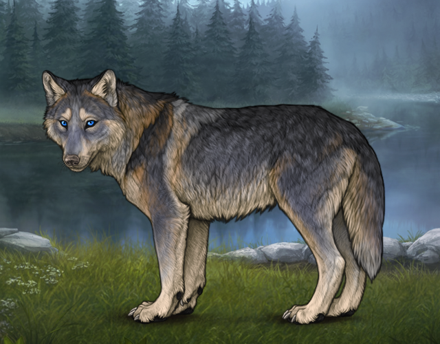 Maltese 5m F |:| Wolvden