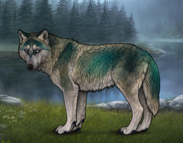 New Befriended Wolf |:| Wolvden