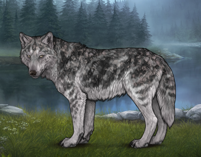 M Titanium 6M. 245s.Prett |:| Wolvden