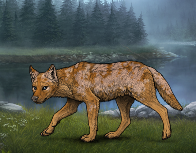 6M Male Storm eyes |:| Wolvden