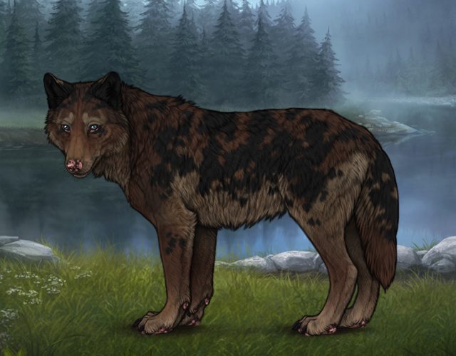 t1 walnut storm eyes |:| Wolvden