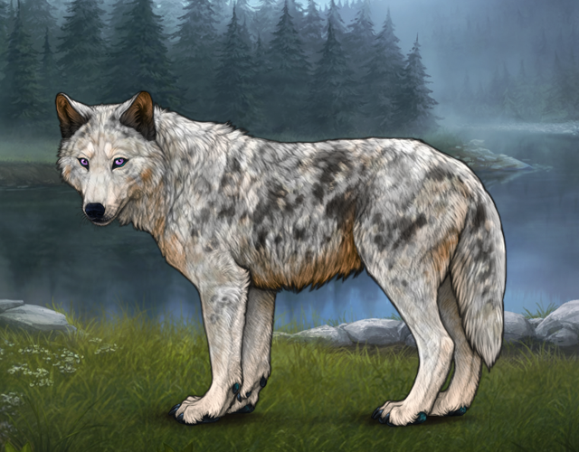 6/21-4 [Violet] (4M) |:| Wolvden