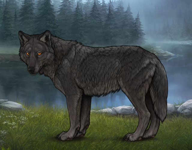 Midnight Storm |:| Wolvden