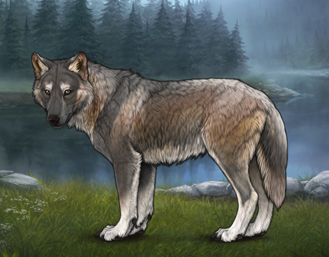 Chased Wolf Spotting - Revamped |:| Wolvden