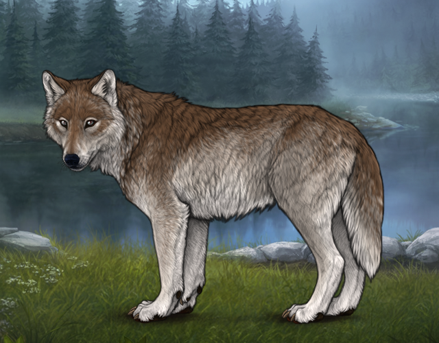 New Befriended Wolf |:| Wolvden