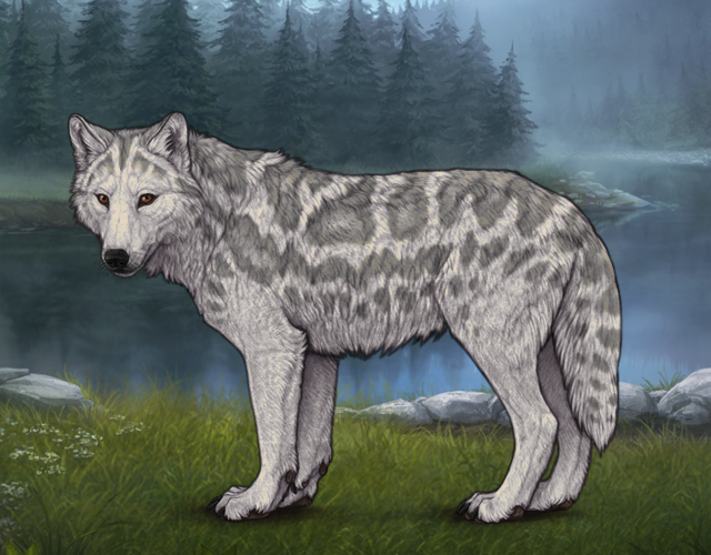 breed rnc bls |:| Wolvden