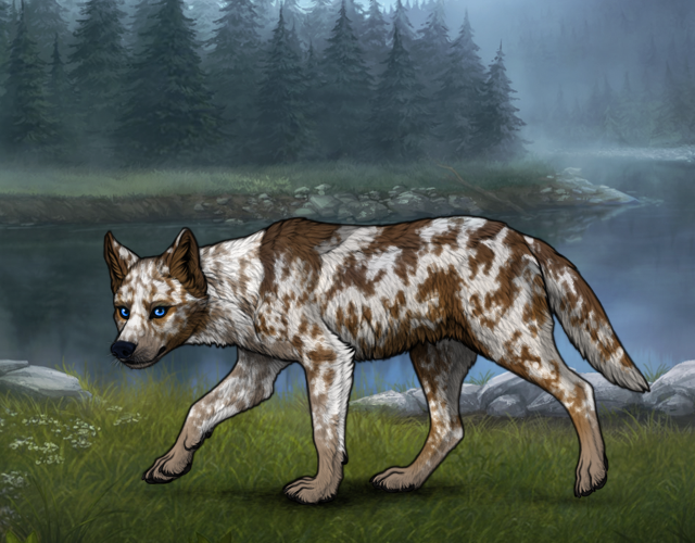 5X merle |:| Wolvden