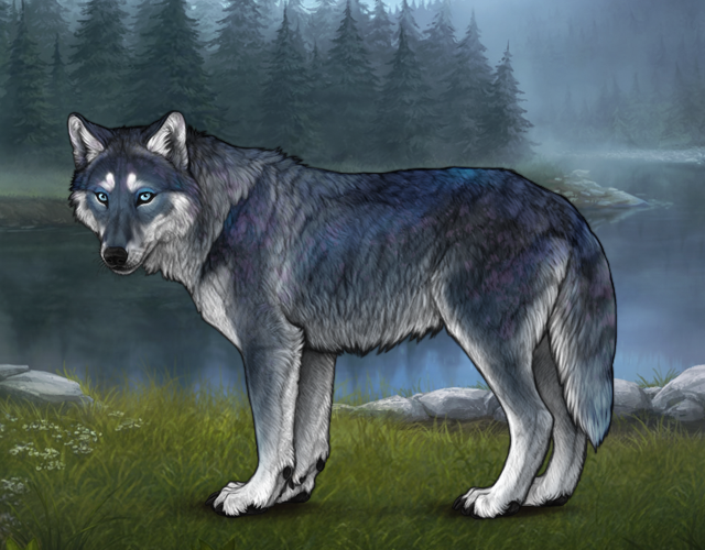 Denim F 7m |:| Wolvden