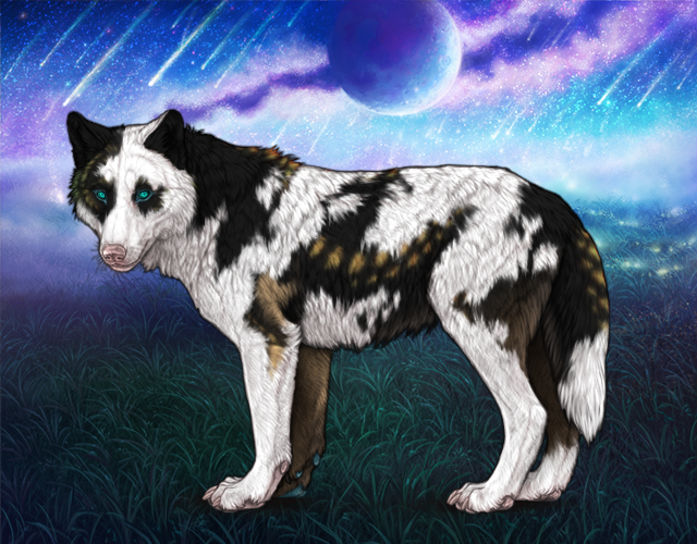 Black (6.13%) Piebald: To |:| Wolvden