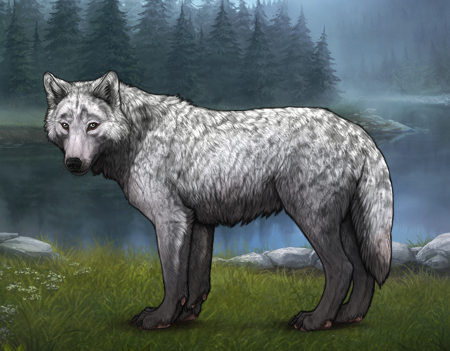 Chased Wolf Spotting - Revamped |:| Wolvden