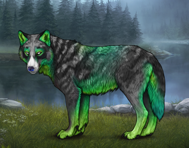 T1 | 6m sakiz |:| Wolvden