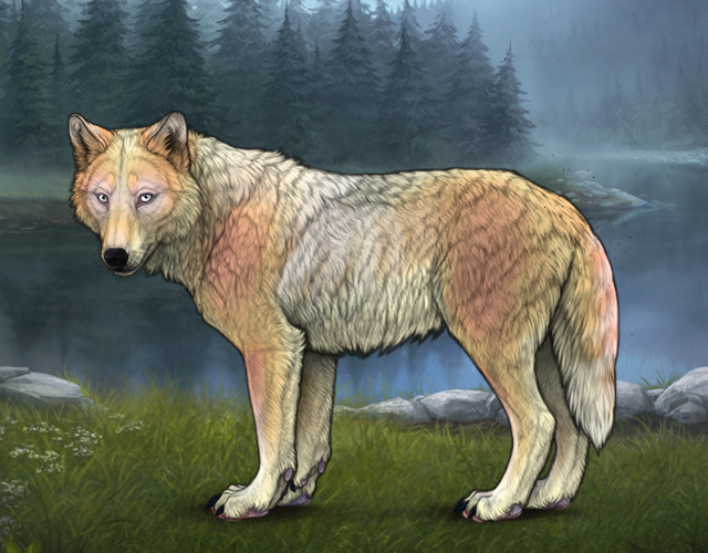 271 st teardrop Nbw |:| Wolvden