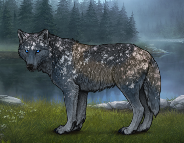 2M T2-Denim |:| Wolvden