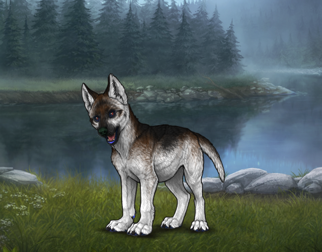 Merle Chocolate TBD |:| Wolvden