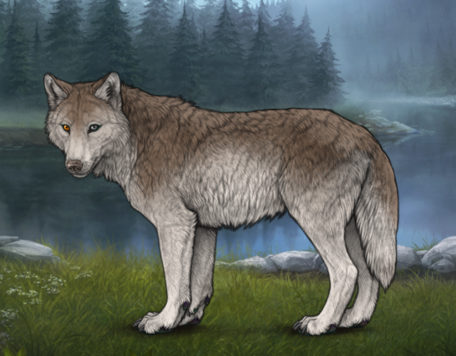 ⭐ Chased Wolf Spotting ~ Revamped (Again)⭐ |:| Wolvden