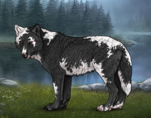 M T2 G2 Piebald BCS |:| Wolvden