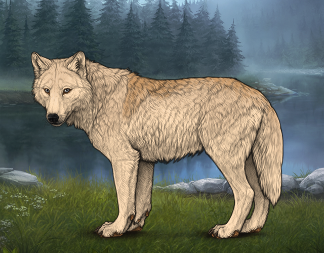 beach tree |:| Wolvden