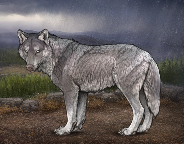 New Runt Puppy |:| Wolvden