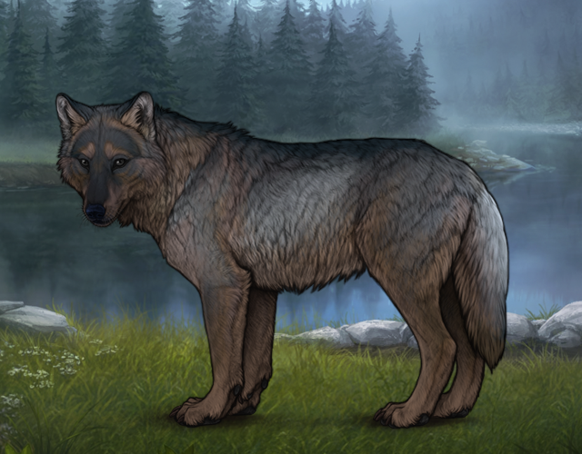 Chased Wolf Spotting - Revamped |:| Wolvden