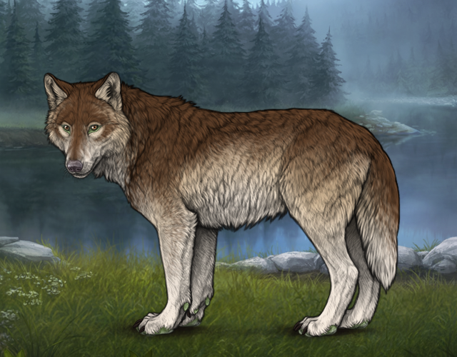 New Befriended Wolf |:| Wolvden