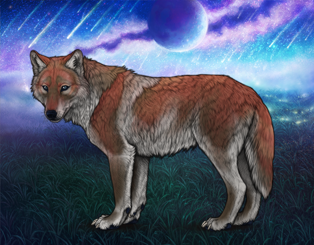 New Befriended Wolf |:| Wolvden