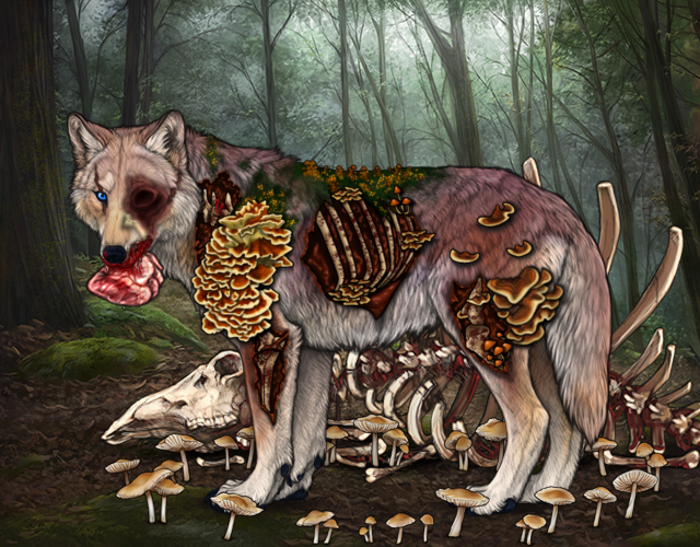 Fungus infection |:| Wolvden