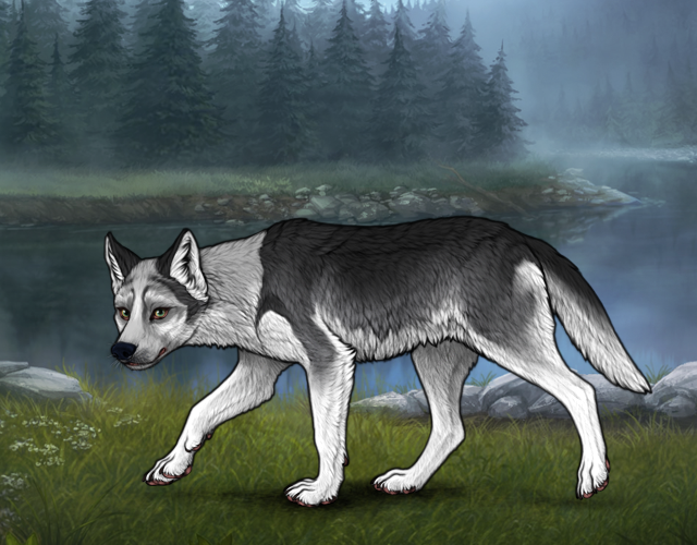 Chased Wolf Spotting - Revamped |:| Wolvden