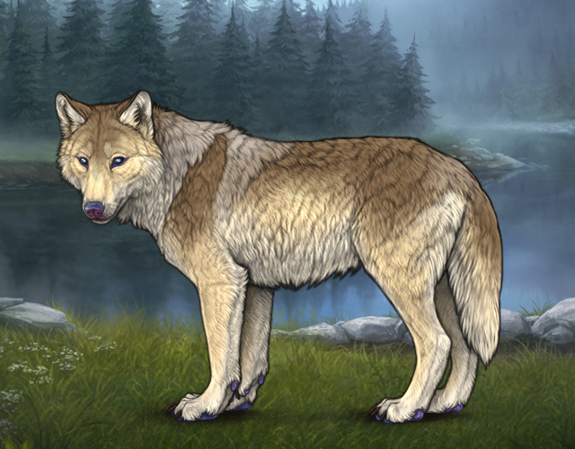 Chased Wolf Spotting - Revamped |:| Wolvden