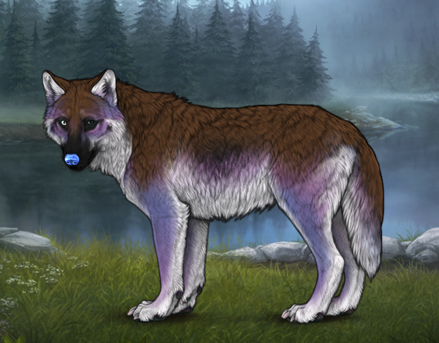 G2 Seal Storm DO |:| Wolvden