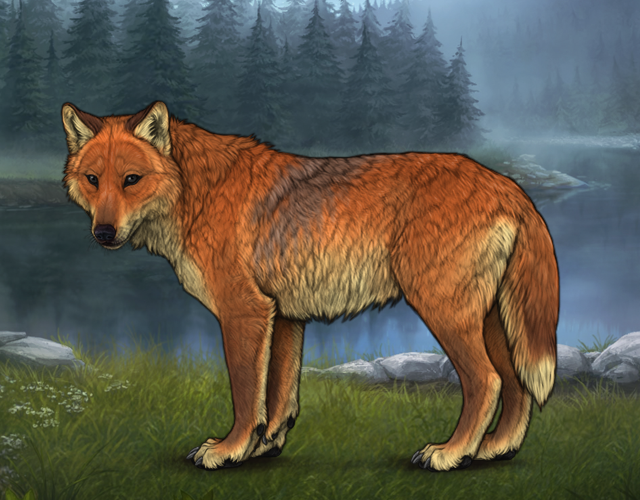 nbw fox tbn |:| Wolvden