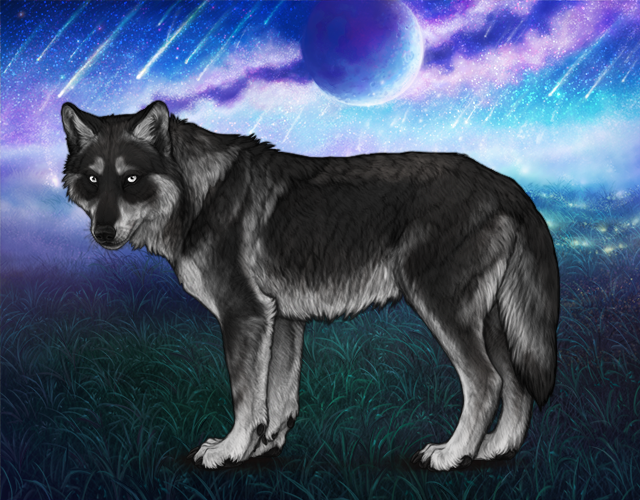 New Befriended Wolf |:| Wolvden