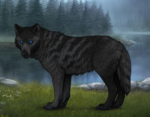 $ T1 Black 1M |:| Wolvden